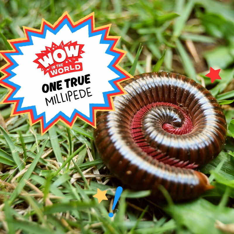 One True Millipede from Wow in the World | Children's Podcast