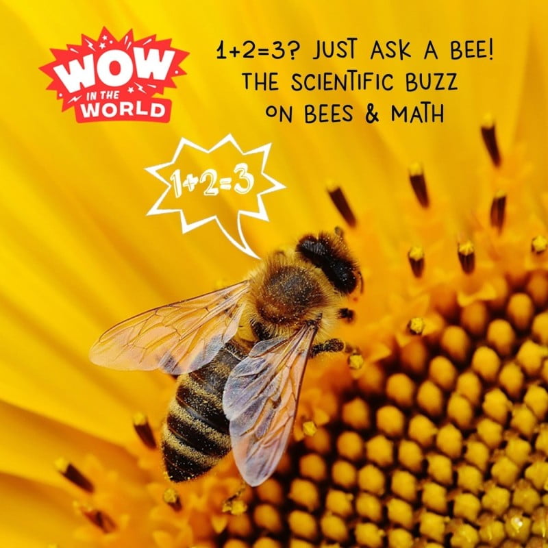 1+2=3? Just Ask A BEE! - The Scientific Buzz On Bees & Math from Wow in ...
