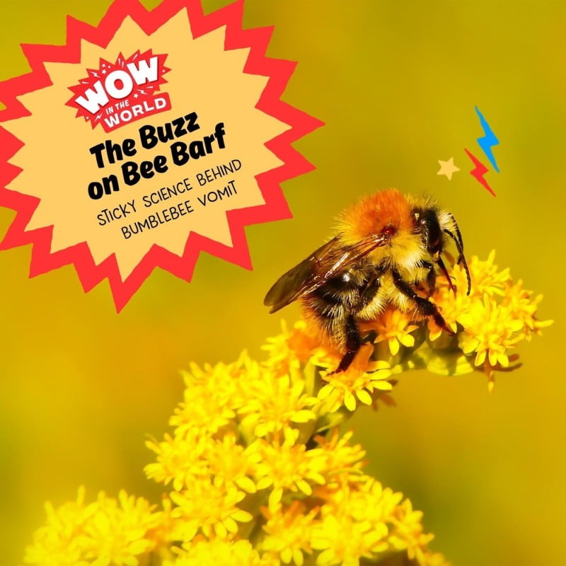 The Buzz on Bee Barf! Sticky Science Behind Bumblebee Vomit from Wow in ...