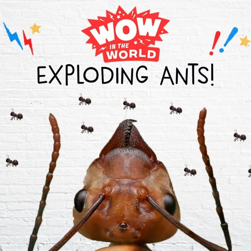 Exploding Ants! from Wow in the World | Children's Podcast
