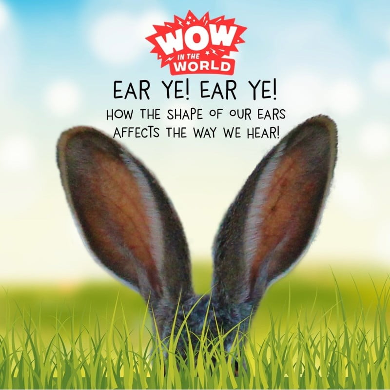 EAR YE! EAR YE! How The Shape Of Our Ears Affects The Way We Hear! from ...