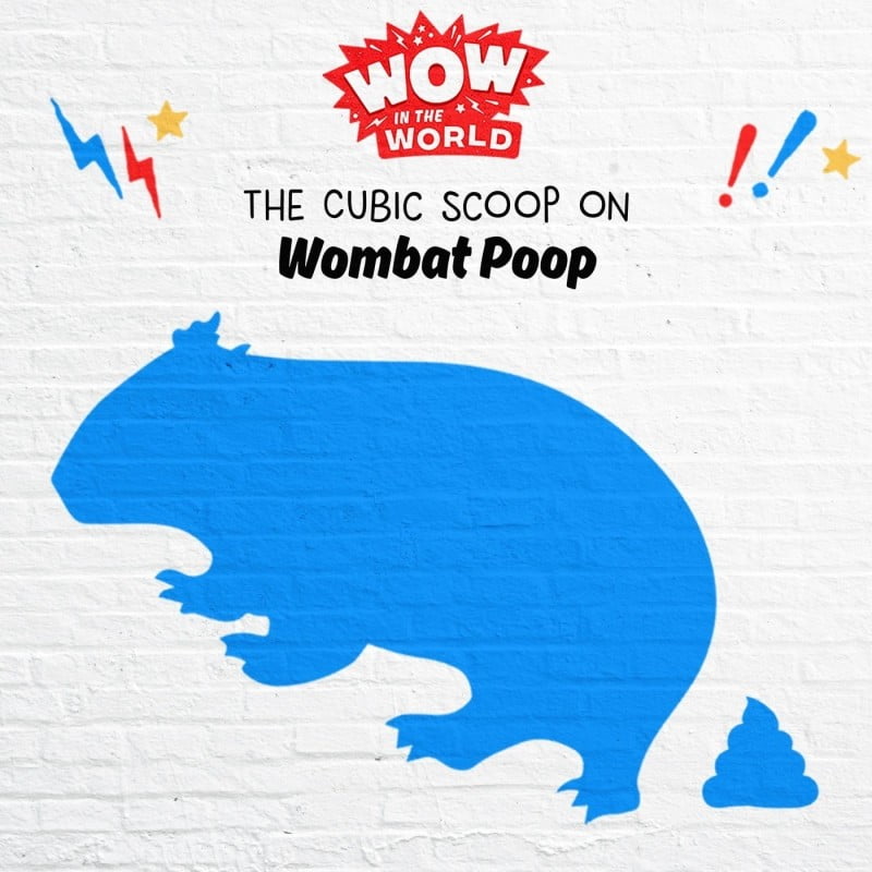 The Cubic Scoop on Wombat Poop! from Wow in the World | Children's Podcast