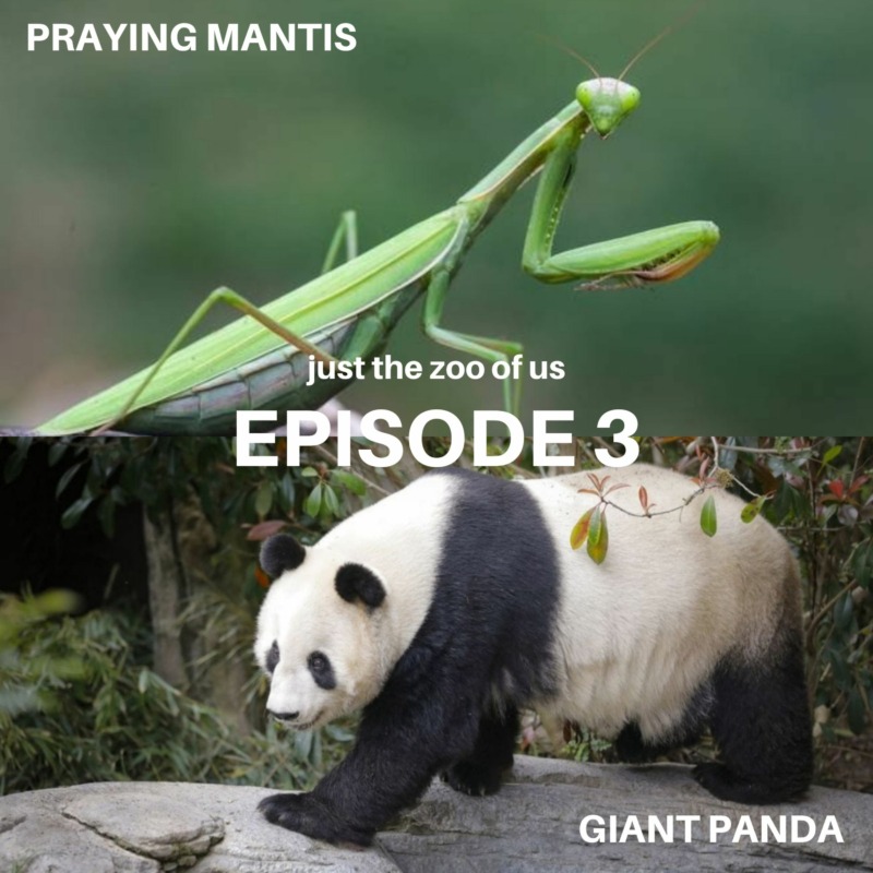 3: Praying Mantis & Giant Panda from Just the Zoo of Us | Children's ...