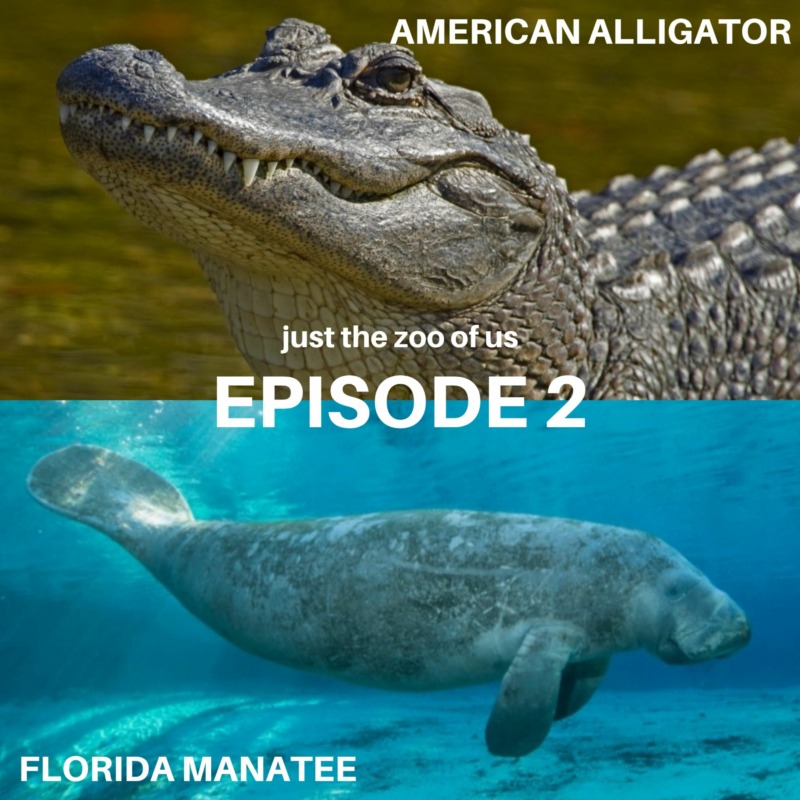1: American Alligator & Florida Manatee from Just the Zoo of Us ...