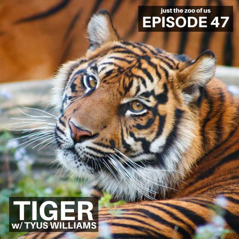 47: Tiger w/ Tyus Williams! from Just the Zoo of Us | Children's Podcast