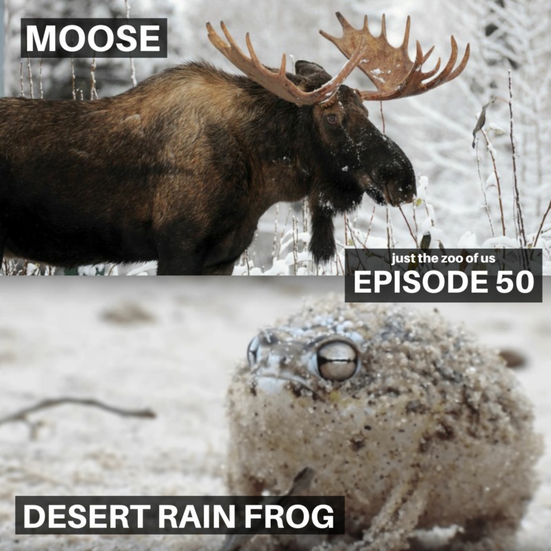 50: Moose & Desert Rain Frog from Just the Zoo of Us | Children's Podcast