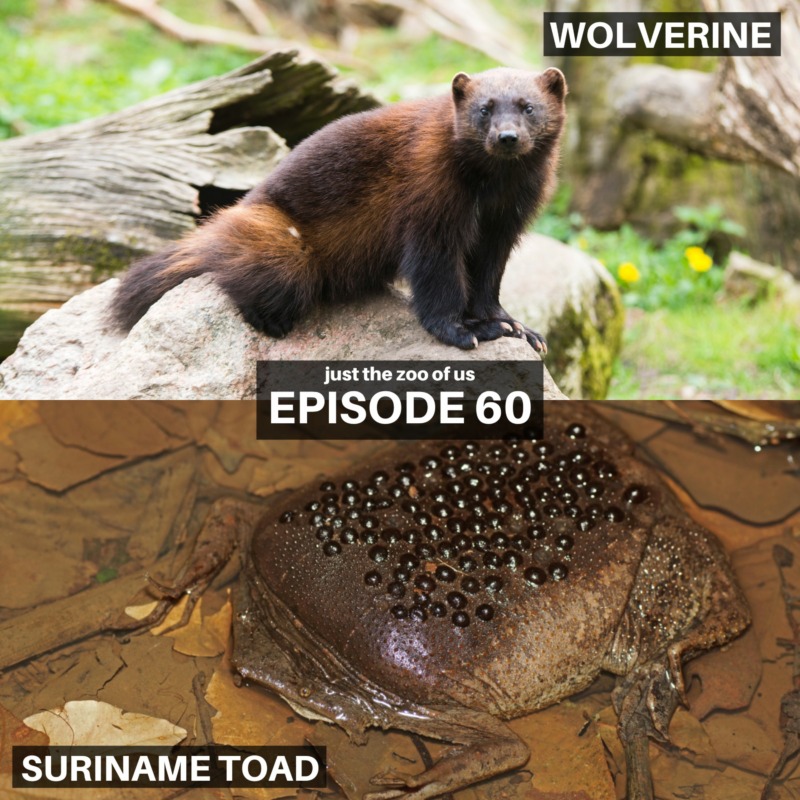 60: Wolverine & Suriname Toad from Just the Zoo of Us | Children's Podcast