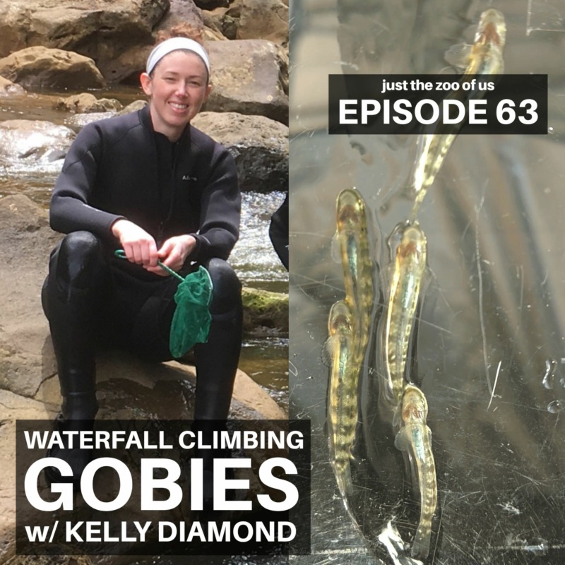 63: Waterfall Climbing Gobies w/ Kelly Diamond! from Just the Zoo of Us ...