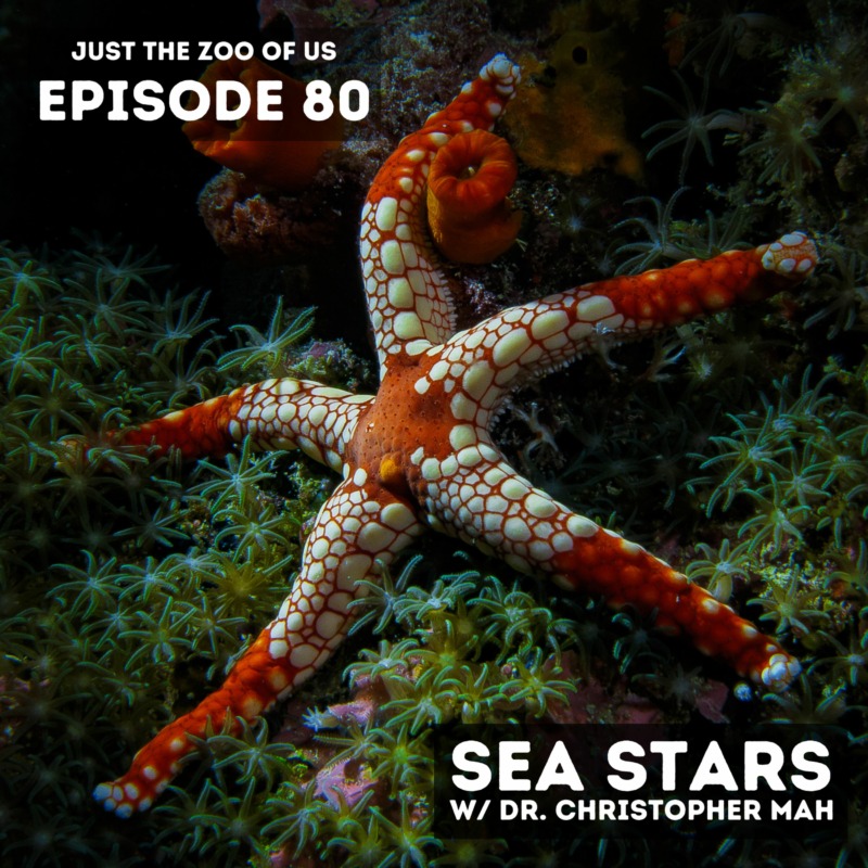 80: Sea Stars w/ Dr. Christopher Mah! from Just the Zoo of Us ...