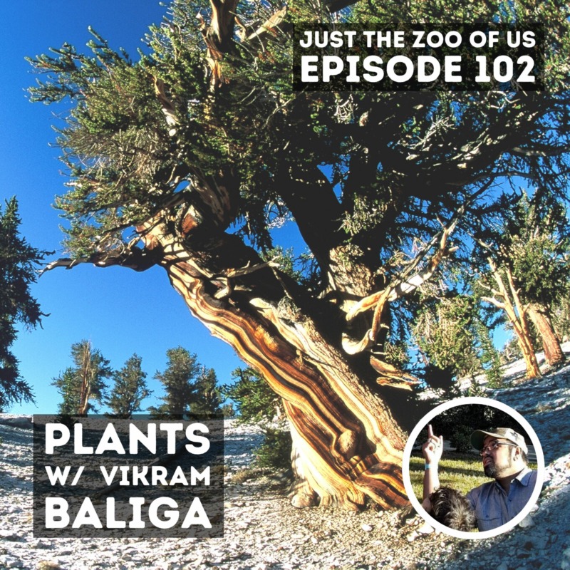 102: Plants w/ Dr. Vikram Baliga! from Just the Zoo of Us | Children's ...