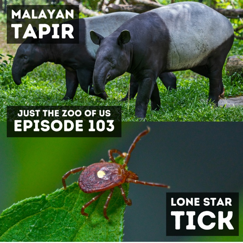 103: Malayan Tapir & Lone Star Tick from Just the Zoo of Us | Children ...