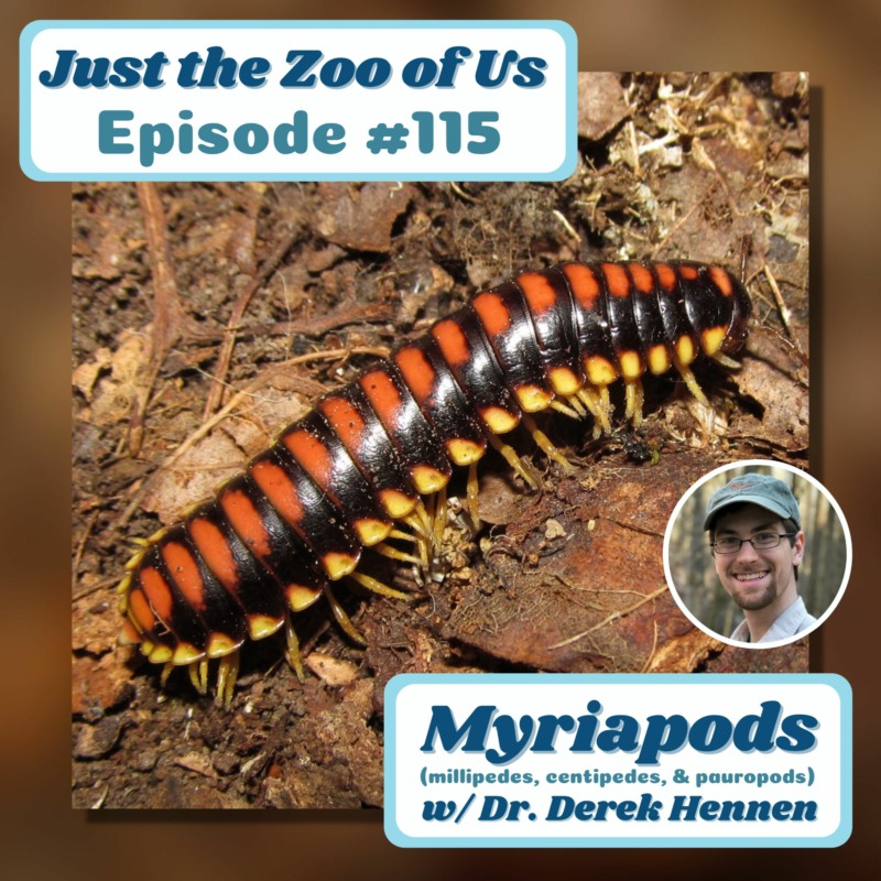 115: Myriapods (Millipedes, Centipedes & Pauropods) w/ Dr. Derek Hennen ...