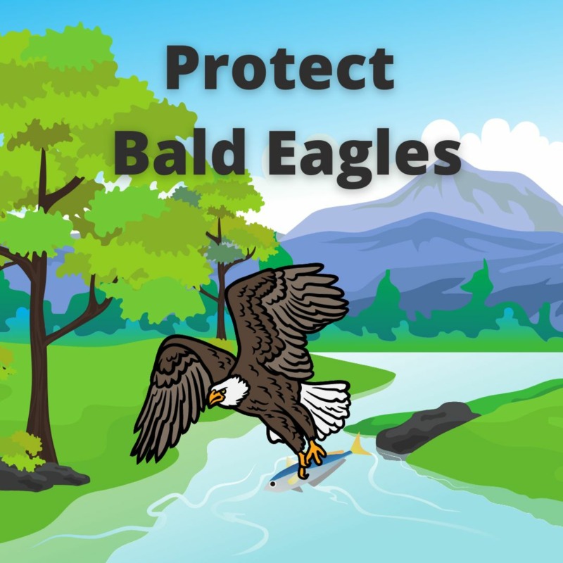 Protect Bald Eagles from Warrior Kids Podcast | Children's Podcast
