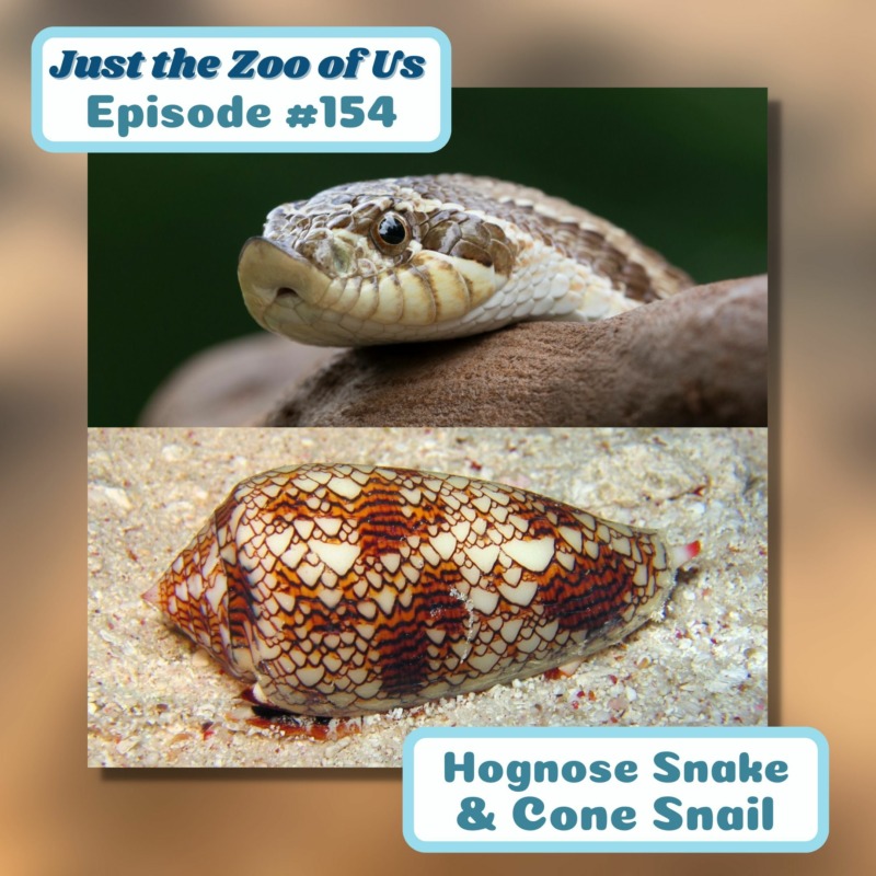 154: Hognose Snake & Cone Snail from Just the Zoo of Us | Children's ...