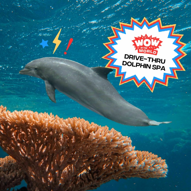 Drive-Thru Dolphin Spa from Wow in the World | Children's Podcast