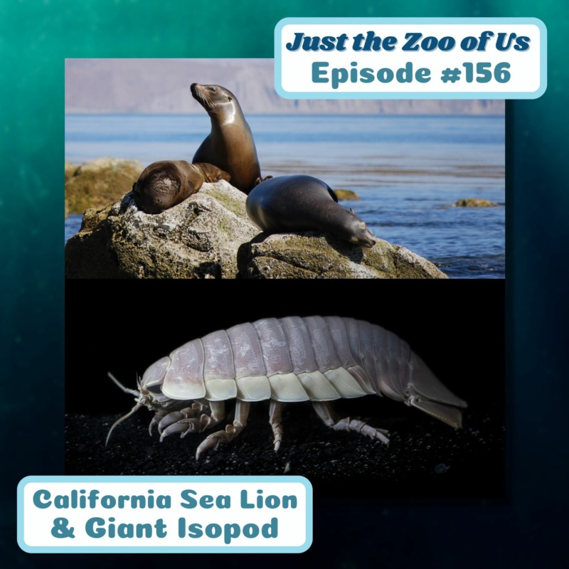 156: California Sea Lion & Giant Isopod from Just the Zoo of Us ...