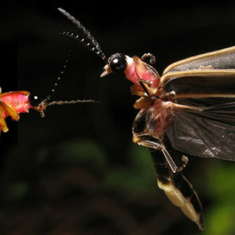 The Code of the Flashing Firefly with Sara Lewis from Tumble - Science ...