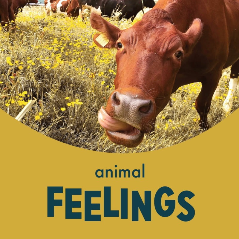 Animal Feelings from Like You: Mindfulness for Kids | Children's Podcast