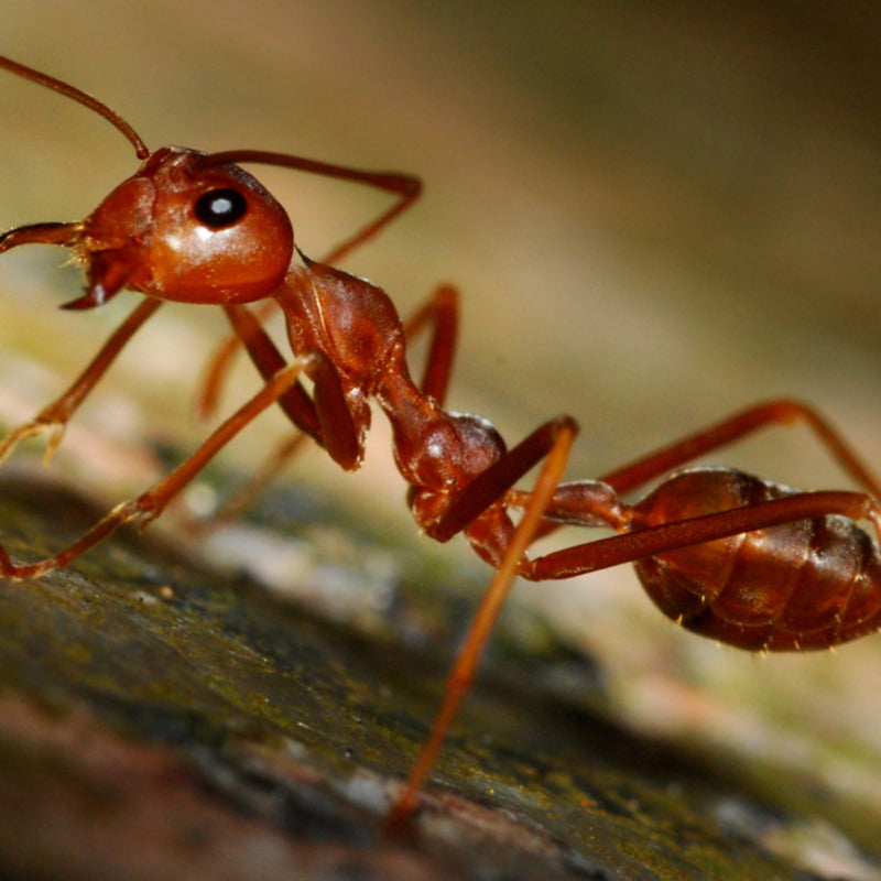 The Tale of How Ants Conquered the Earth with Corrie Moreau from Tumble ...