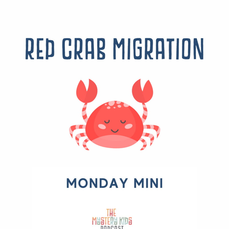 Monday Mini: Red Crab Migration from Mystery Kids Podcast | Children's ...