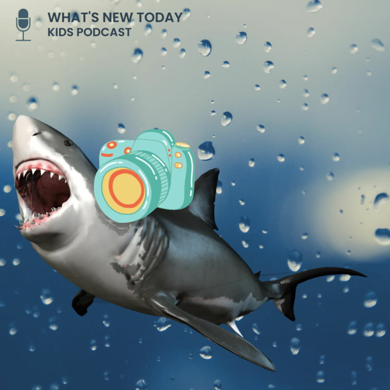 Epi 84: Tiger sharks carrying cameras on their back - whoever heard of ...