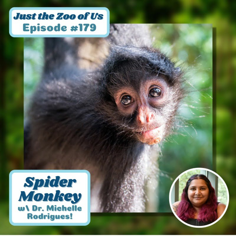179: Spider Monkey w/ Dr. Michelle Rodrigues! from Just the Zoo of Us ...