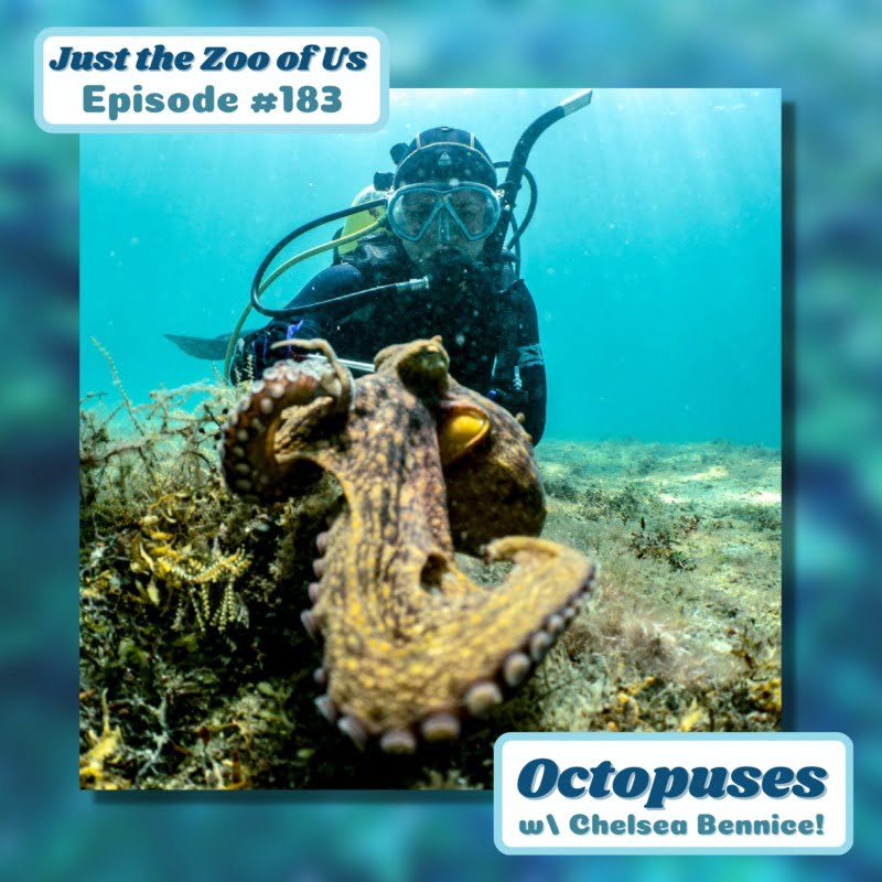 183: Octopuses w/ Chelsea Bennice, the OctoGirl! from Just the Zoo of ...
