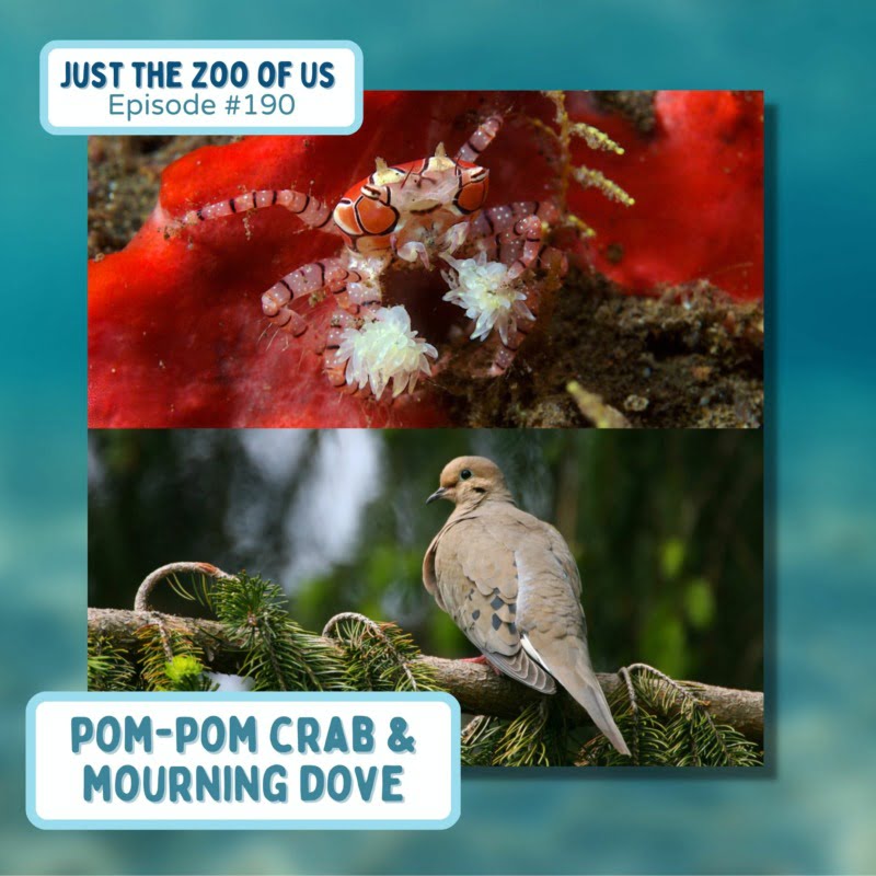 190: Pom-Pom Crab & Mourning Dove from Just the Zoo of Us | Children's ...