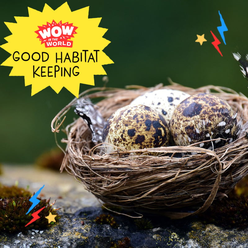 Good Habitat Keeping (4/24/23) from Wow in the World | Children's Podcast