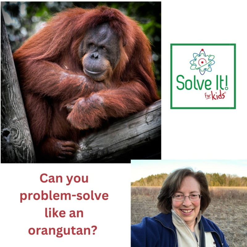 Can You Problem-solve Like an Orangutan? from Solve It! for Kids ...