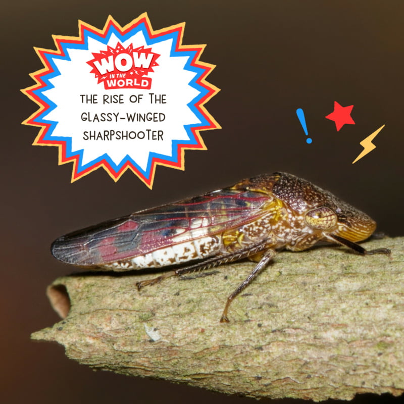 The Rise of the Glassy-Winged Sharpshooter (5/8/23) from Wow in the ...