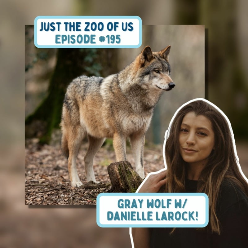 195: Gray Wolf w/ Danielle LaRock! from Just the Zoo of Us | Children's ...