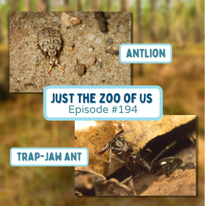 194: Antlions & Trap-jaw Ants from Just the Zoo of Us | Children's Podcast