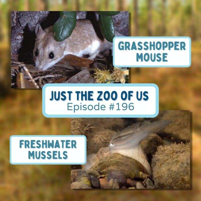 196: Grasshopper Mouse & Freshwater Mussels from Just the Zoo of Us ...