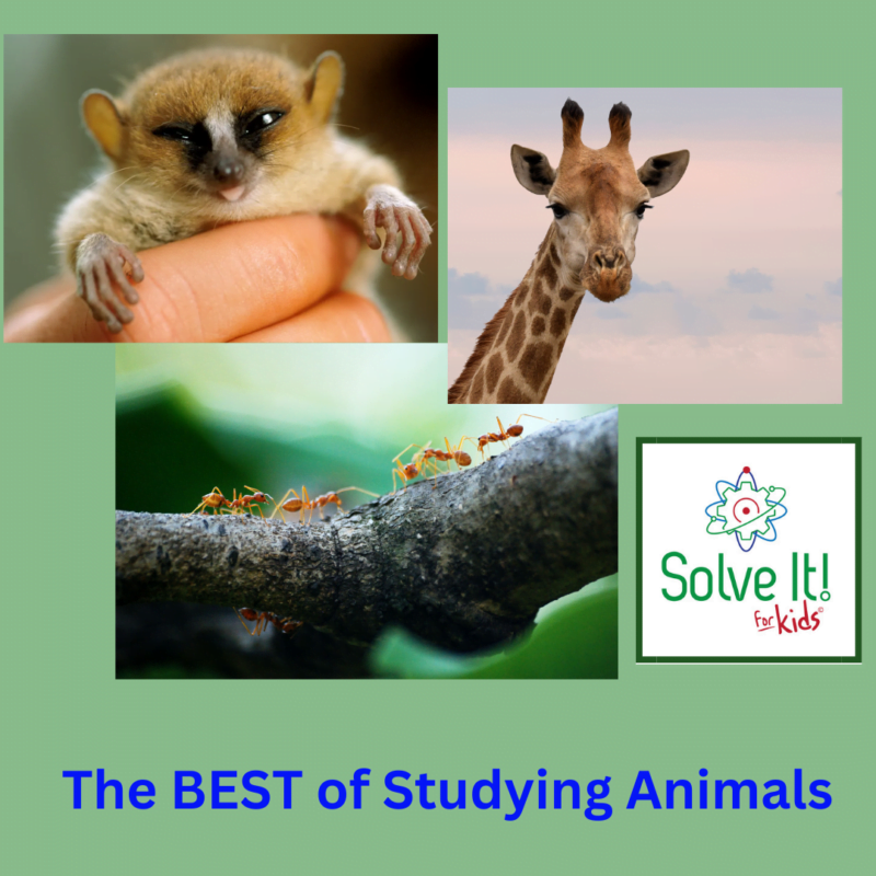 The BEST of Studying Animals from Solve It! for Kids | Children's Podcast