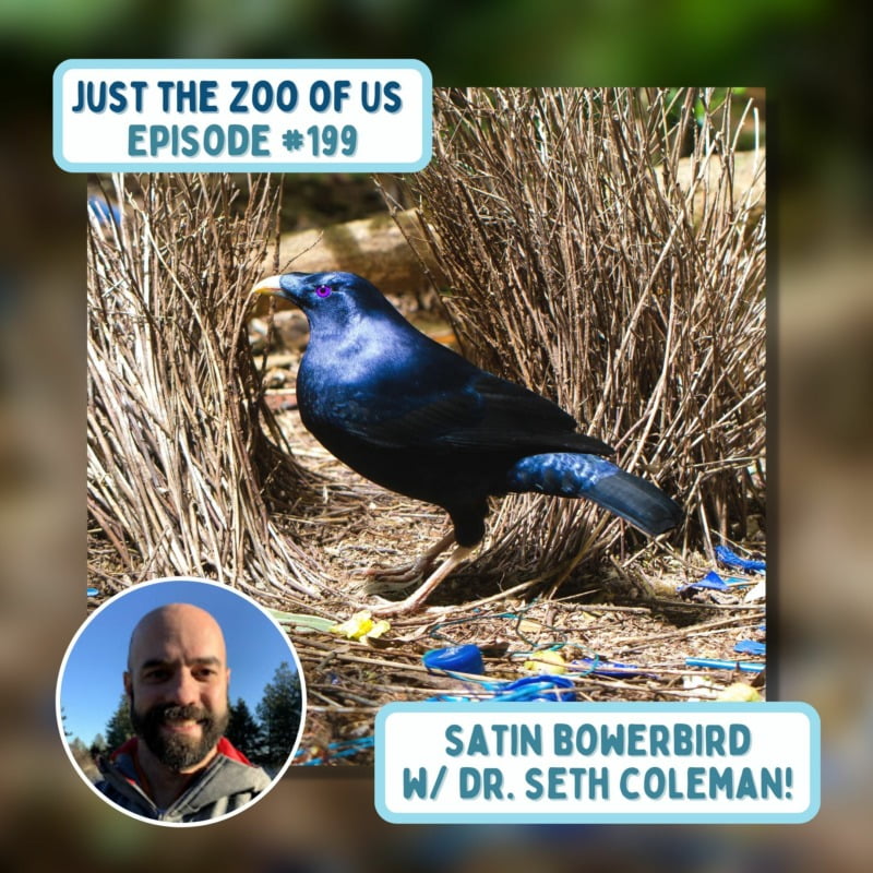 199: Satin Bowerbird w/ Dr. Seth Coleman! from Just the Zoo of Us ...