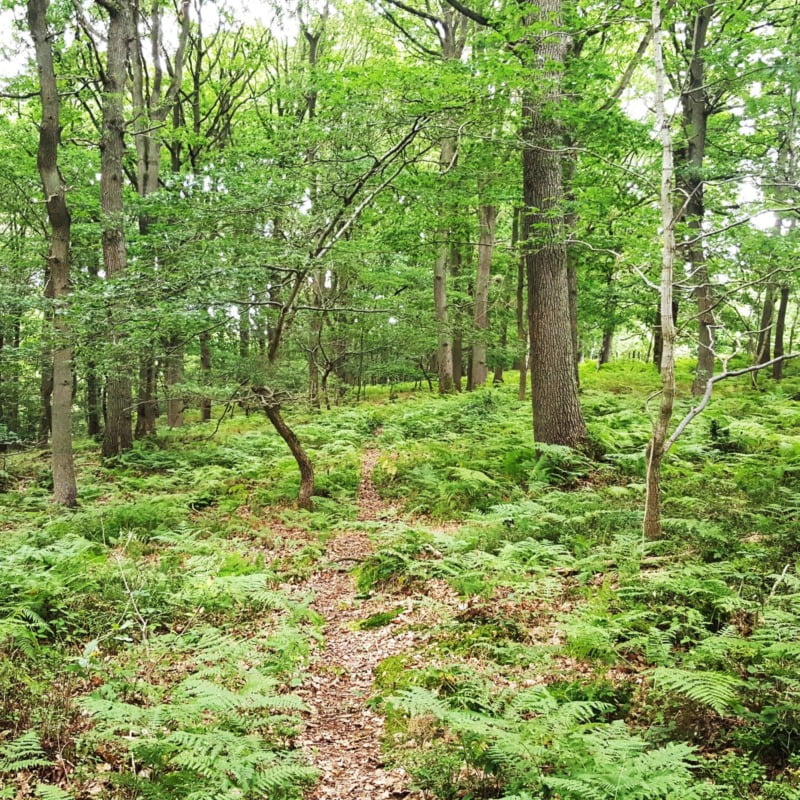 186 Slow forest Wyre valley from Radio Lento | Children's Podcast