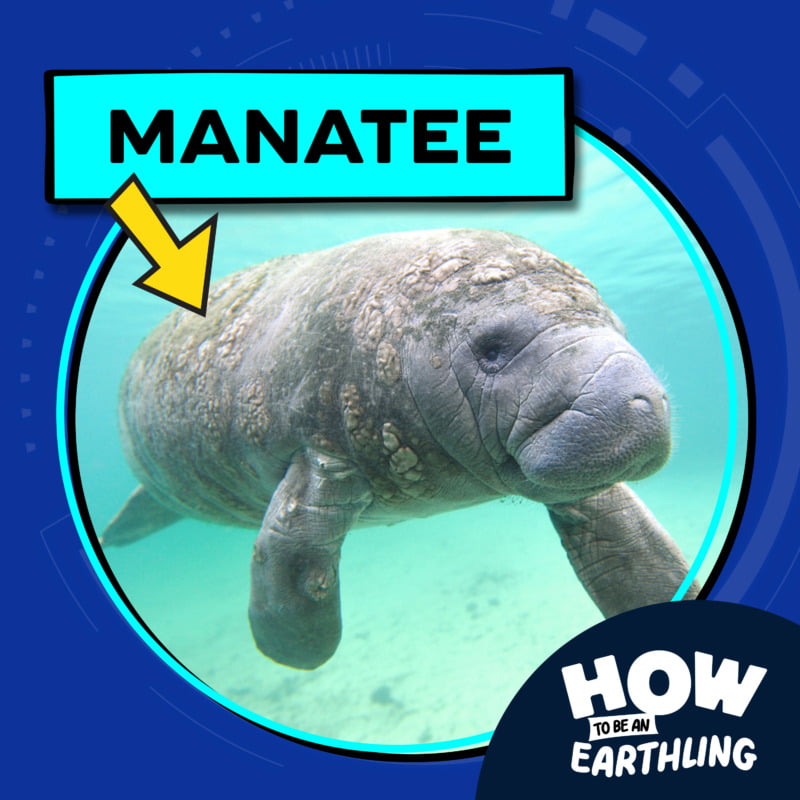 Manatee (9/28/23) from Flip & Mozi's Guide to How To Be An Earthling ...