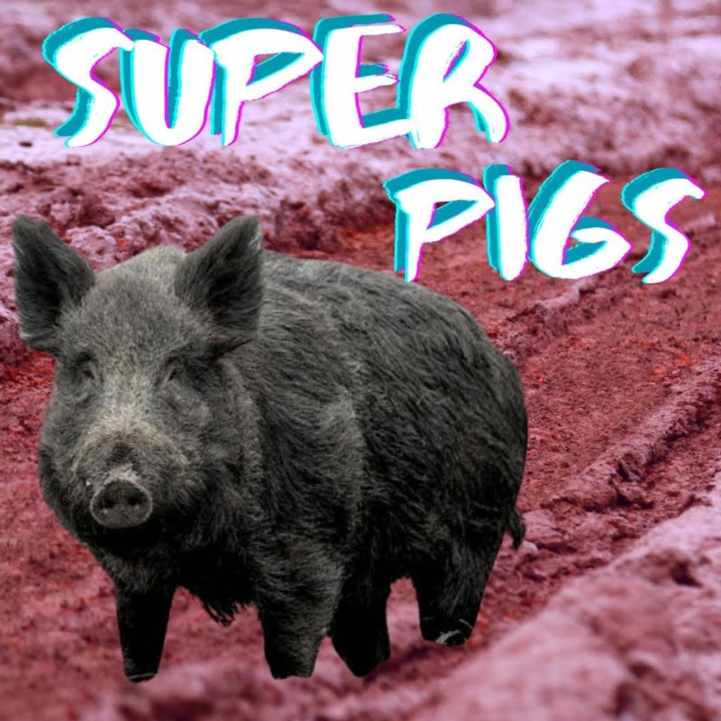 Kid News This Week: Wild “super pigs,” attacking bears, whales return ...