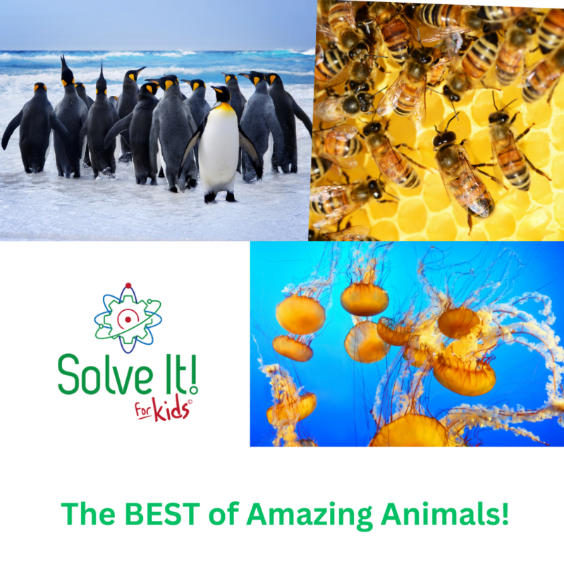 The BEST of Amazing Animals from Solve It! for Kids | Children's Podcast
