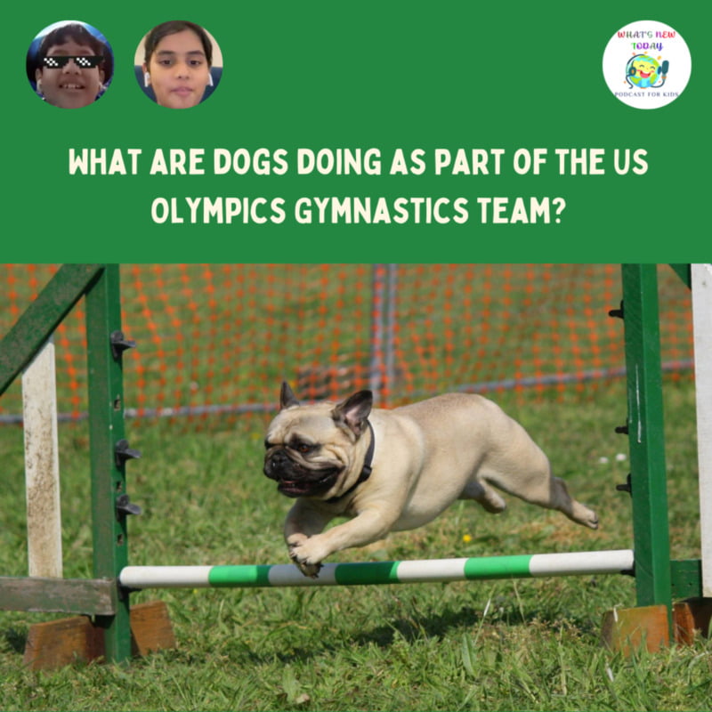 S2 E97: Paris Olympics - What are dogs doing as part of the US ...