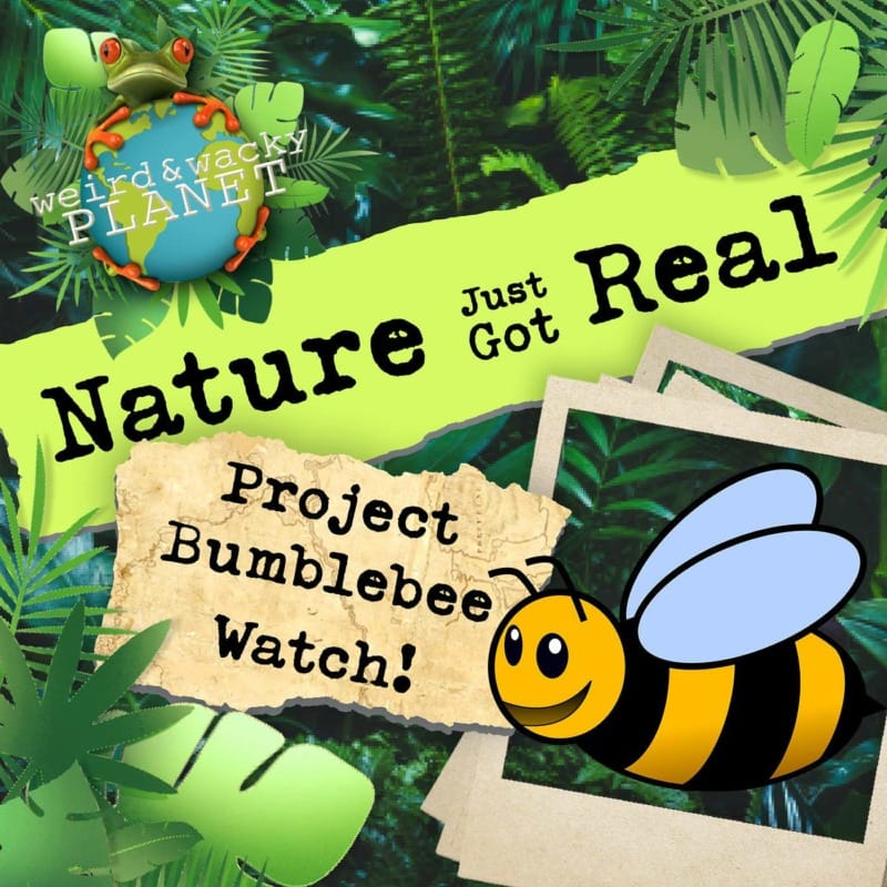 Ep #10 - Project Bumblebee Watch from Nature Just Got Real! | Children ...